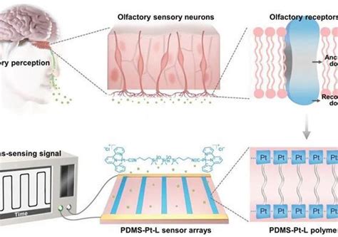 仿生材料与界面科学院重点实验室