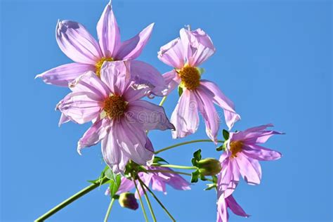 Tree Dahlia Flowers Stock Image Image Of Autumn Garden 262332047