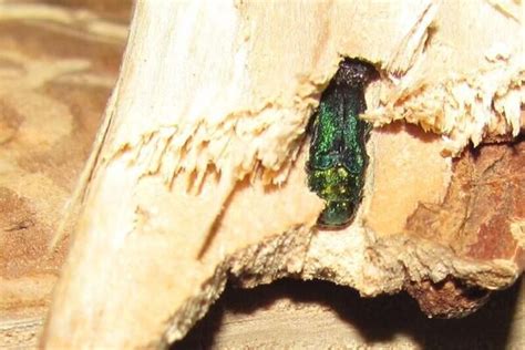 I Asked Leading Entomologists Whats The Smartest Bug In The World
