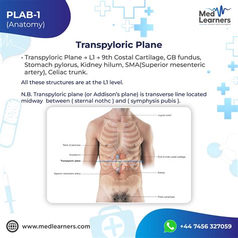 Med Learners The Transpyloric Plane Also Known As
