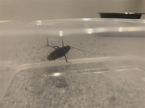 Qld Australia R Whatsthisbug