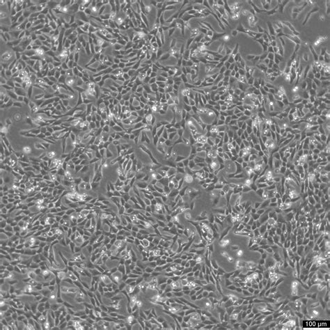 V79 Cells