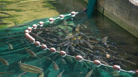 Ozone Water Treatment For Aquaculture Success
