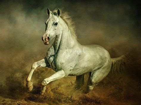 دانلود عکس پروفایل اسب Horsey Horses Equine Photography