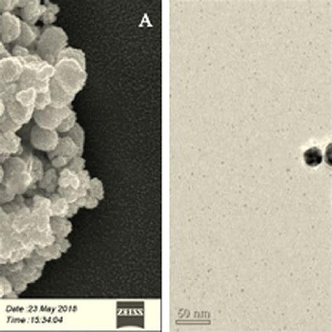 A FE SEM micrograph Scale ¼ nm and B TEM micrograph Scale ¼ Download Scientific