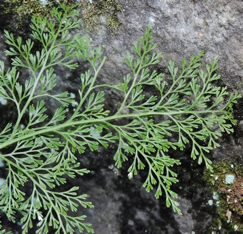 Onychium Cryptogrammoides · Inaturalist