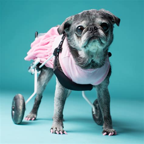 Suji And Her Wheels R Pugs