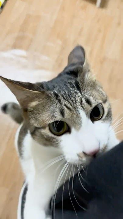 악귀를 가까이에서 볼 수 있는 영상 Youtube