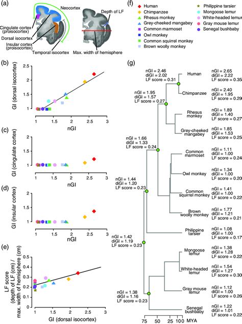 Relationships Between The Ngi The Gi Of The Dorsal Isocortex