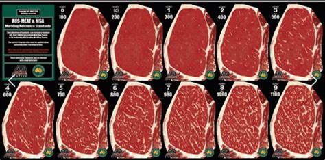 New Angus Research Breeding Values Focus On Shear Force Msa Marbling
