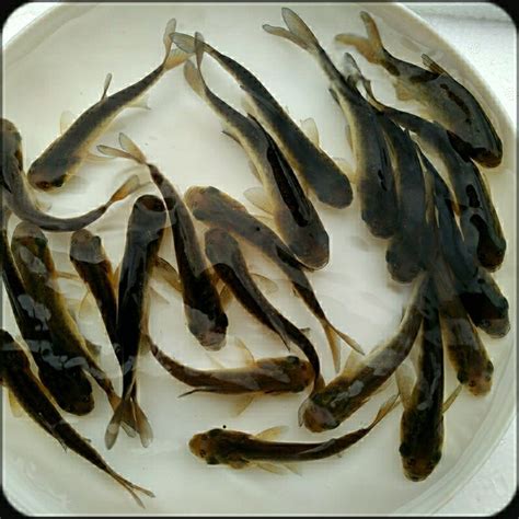 鱼苗花鲢花鲢鱼鱼刺第7页大山谷图库
