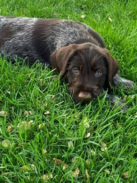 German Wirehair Pointer Pups