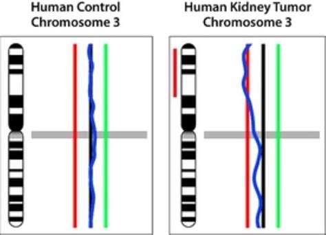 Genomeplex® Single Cell Whole Genome Amplification Kit Sigma Dsyslab