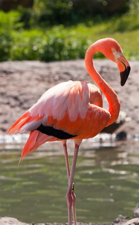 ภเгคк ค๓๏ Flamingo Flamingo Pictures Flamingo Photo