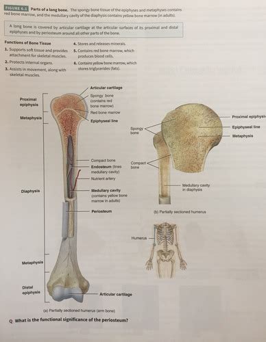 Structure Of Bone Flashcards Quizlet