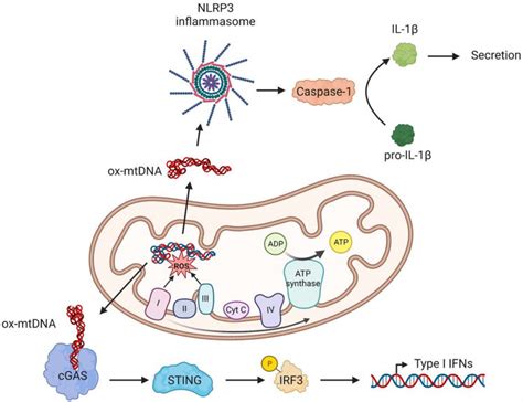 Mitochondrial Dysfunction Leads To Activation Of Inflammation Release Download Scientific