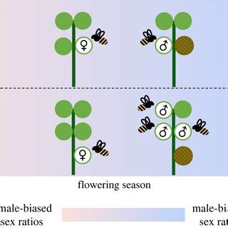 First Flowering Date And The Corresponding Inflorescence Sex Ratio Download Scientific Diagram