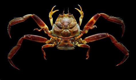 Heikegani The Crab With The Samurai Face Крабы Экзотическая рыба
