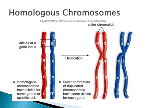 Genetics 31 Genes 32 Chromosomes Ppt Download