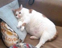 Crying Cat — Енциклопедія Драматика