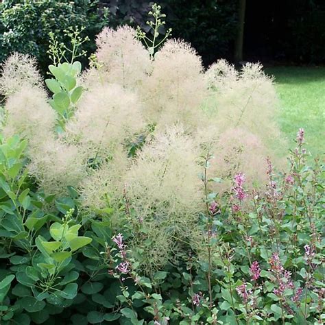 Cotinus Coggygria Young Lady 3 5 Litre Potted Plant X 1