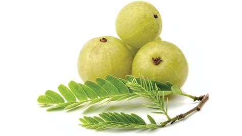 अमृतोपम आवळा Sakal