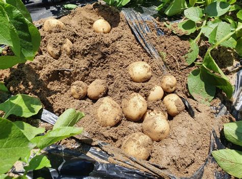 봄 감자 파종시기 씨감자 가격 판매 키우기 재배 팁심는간격 냉해 피해 네이버 블로그