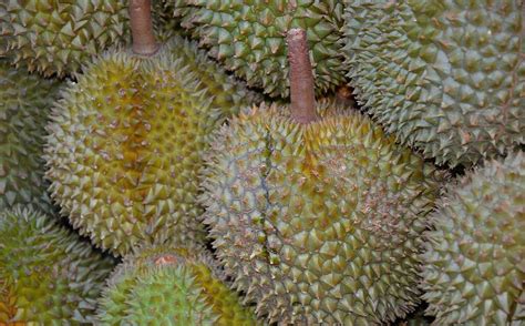 ကရသူရိမြို့၌ ယိုးဒယားဒူးရင်းသီး အထွက်ကောင်း၍ ခြံပိုင်ရှင်များဝင်ငွေကောင်း Myanmarnationalpost