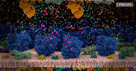 Pdb 101 Learn Videos How Neurons Communicate