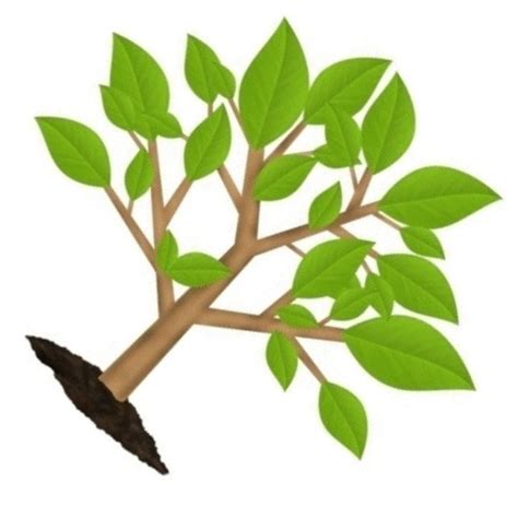 Decision Trees And Forests Inductive Bias