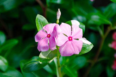 Madagascar Periwinkle Flower Care How To Grow Catharanthus Roseus