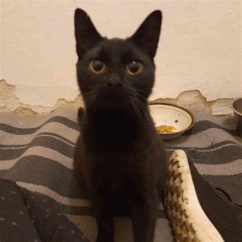 Jiji The Rescue Cat Shes So Sweet Rcats