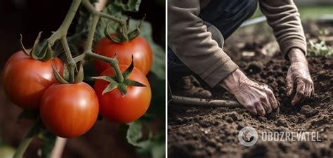 Як правильно висаджувати розсаду помідорів у ґрунт урожай збільшиться Oboz Ua