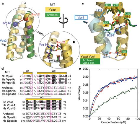 Conserved Features Of The Mit Domain In Atpases A Superposition Of Download Scientific Diagram