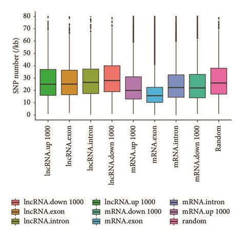 Snp Density Of Lncrnas And Protein Coding Genes The Snp Density Of