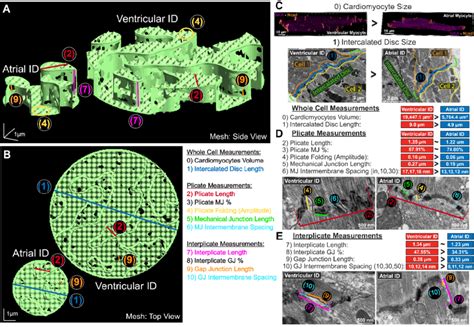 Integration Of Intercalated Disc Ultrastructure Into Rule Based Finite Download Scientific