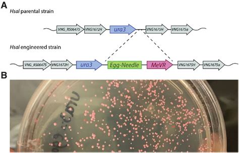 Halobacterium Salinarum In Color Light Independent Phospholipid