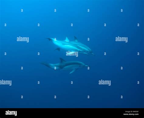 Common Dolphins Delphinus Delphis Short Beaked D Capensis