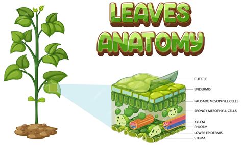Free Vector Internal Structure Of Leaf Diagram