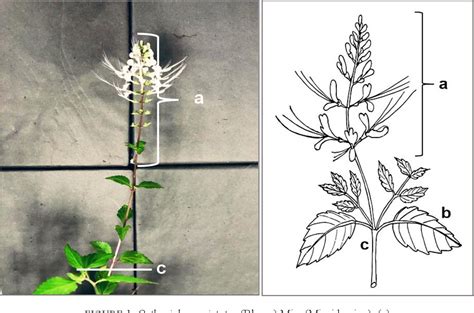 Figure 1 From Effects Of Cobalt 60 Gamma On Microbial Elimination And Phytochemical Constituents