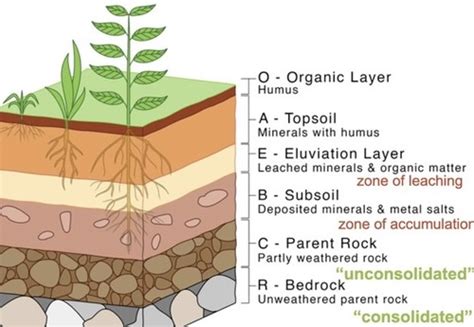 Cses Exam 2 Flashcards Quizlet