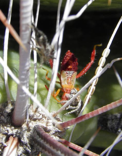 Arizona Beetles Bugs Birds And More True Bugs On Cactus