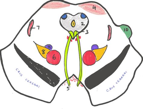 Znycc Neuro I Midbrain At Level Of Superior Colliculus Diagram Quizlet