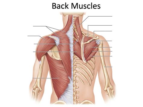 Back Muscles Diagram Quizlet
