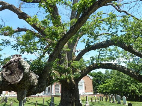 Tree Carbon Calculator Treeier Tree Carbon Calculator Treeier