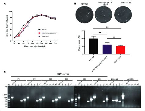Biological Characterization Of Recombinant Pseudorabies Virus Download Scientific Diagram