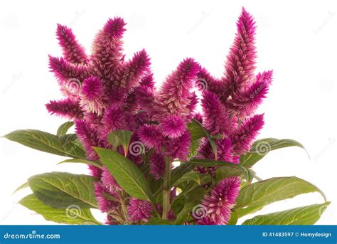 Potted Cockscomb Celosia Spicata Plant Isolated On White Pink Flower