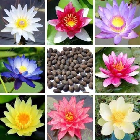 Jual Bagus Dipakai Biji Buah Biji Bunga Teratai Lotus 2 Butir Warna Seeds Miks Lotus Flower