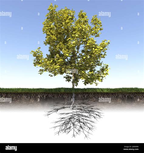 Tree Root System Cg Illustration Sketch Outline Stock Photo Alamy
