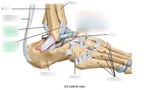 Kin 2500 Exam 3 Diagram 32 Lateral Ankle Joint Diagram Quizlet